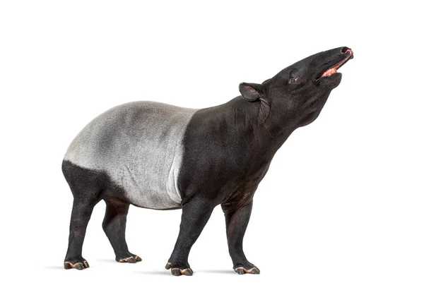 Front View Malayan Tapir Using Its Snout Smell Tapirus Indicus Stock ...