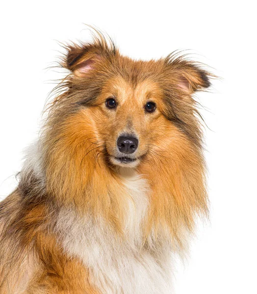 Sheltie fotos de stock, imágenes de Sheltie sin royalties | Depositphotos