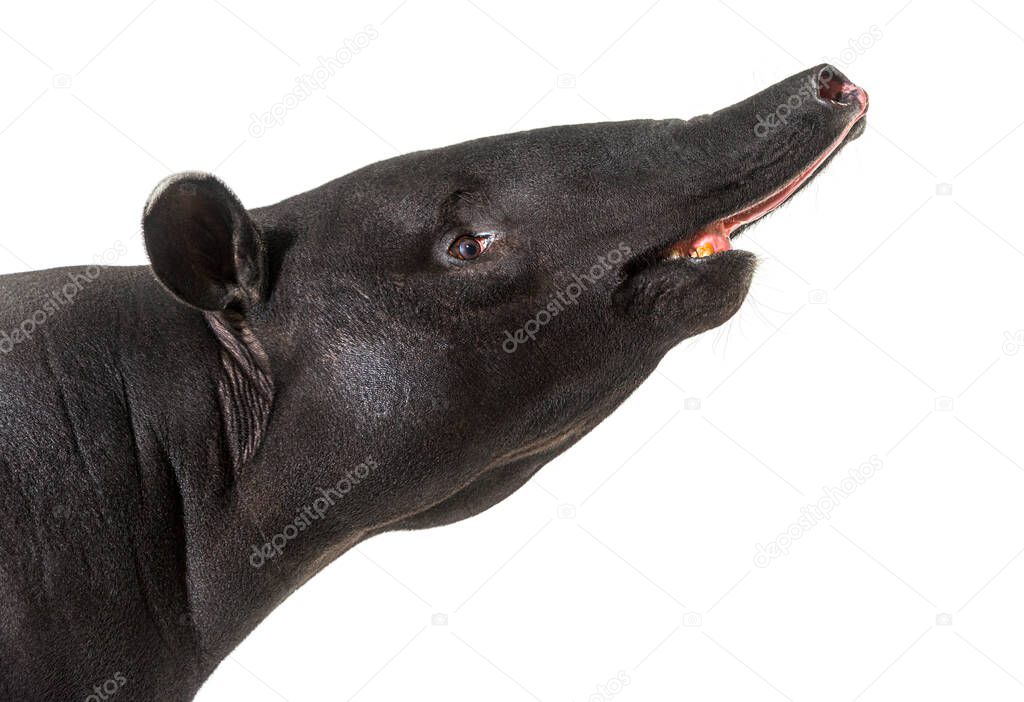 Retrato vista lateral de la cabeza del tapir malayo usando su nariz ...