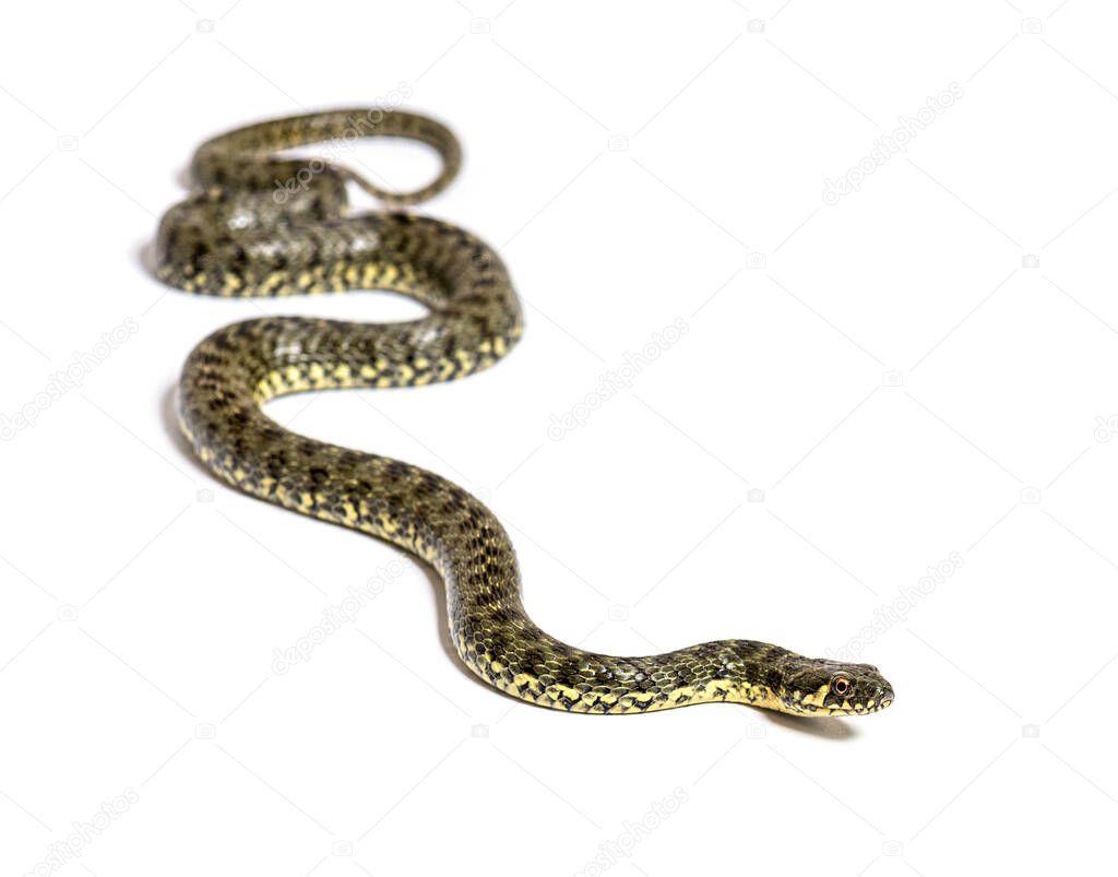 Serpiente de agua viperina, Natrix maura, serpiente no venenosa y ...