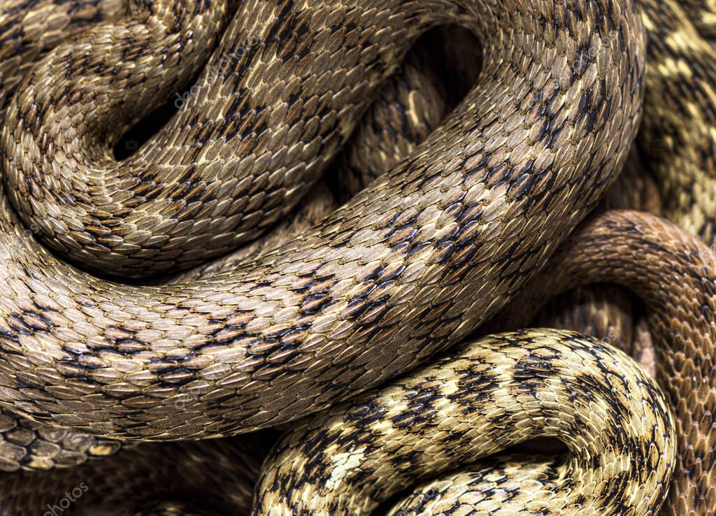 Vista desde lo alto de la piel de serpiente de agua Viperine, Natrix ...