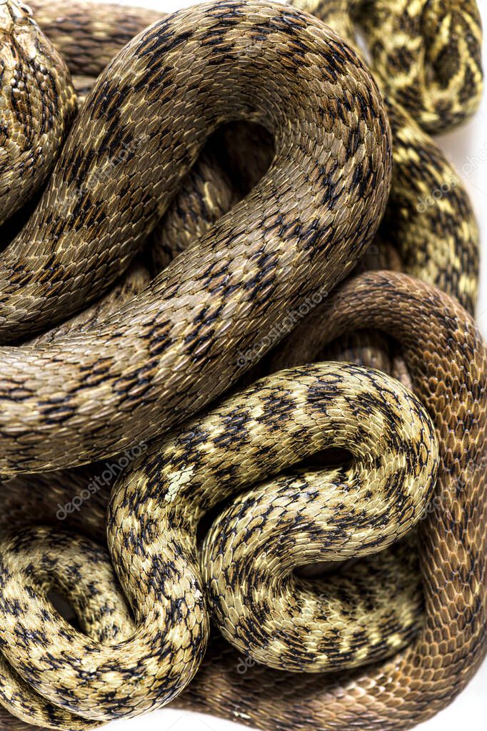 Vista desde lo alto de la piel de serpiente de agua Viperine, Natrix ...