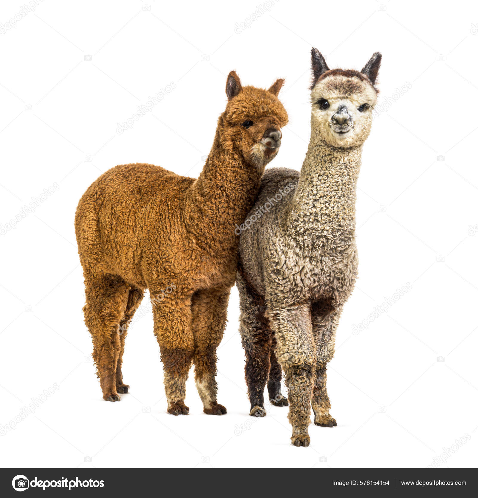 Fawn Alpacas