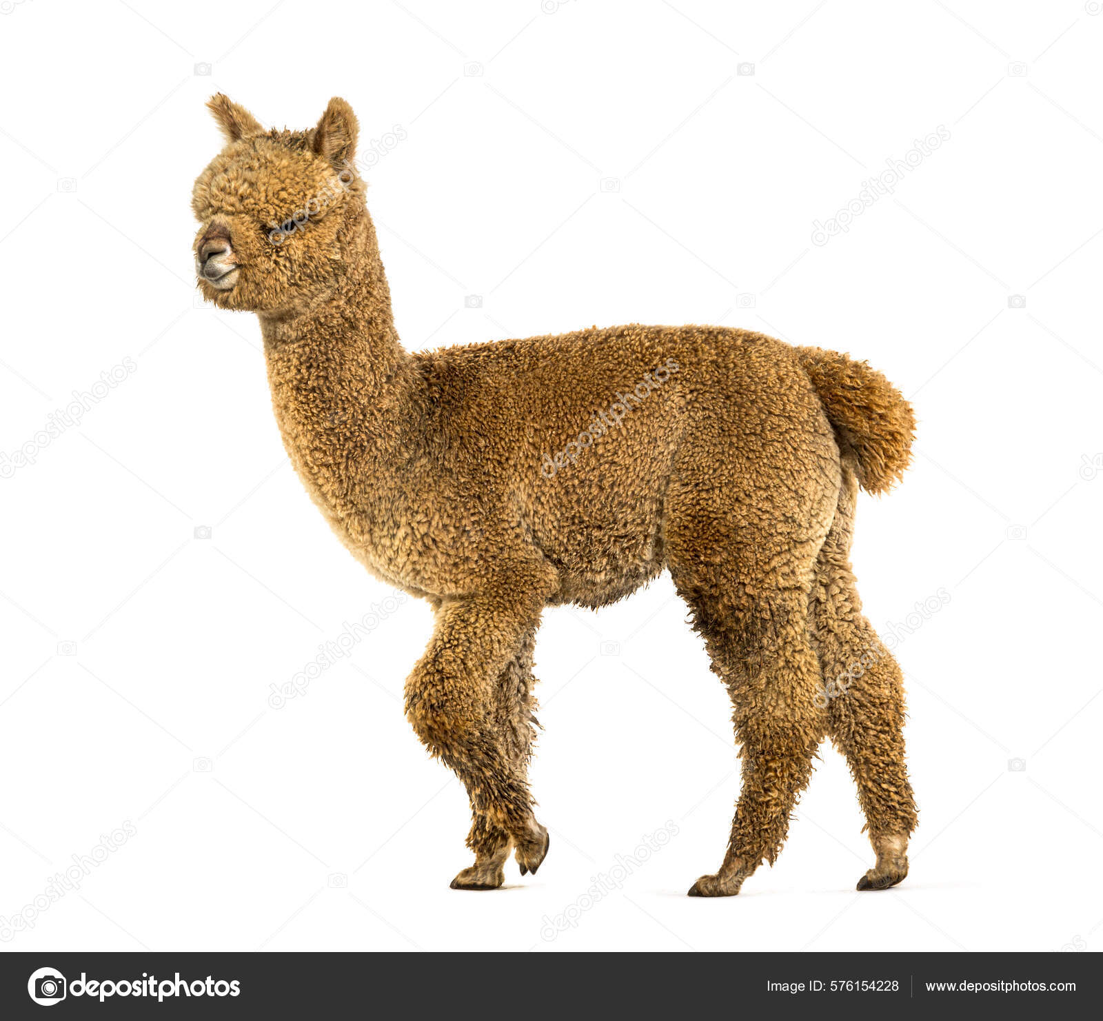 Fawn Alpacas