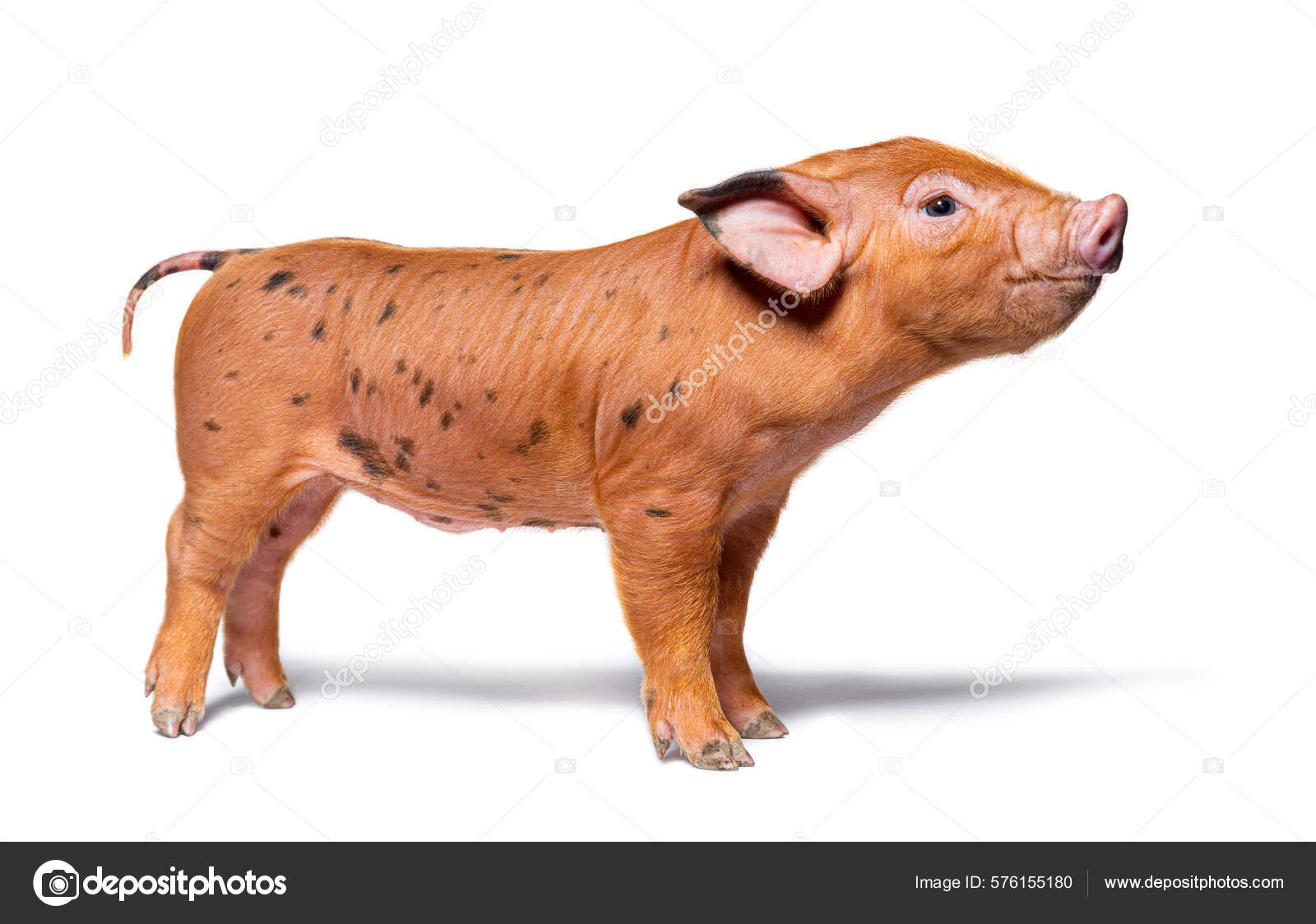 Spotted Piglet