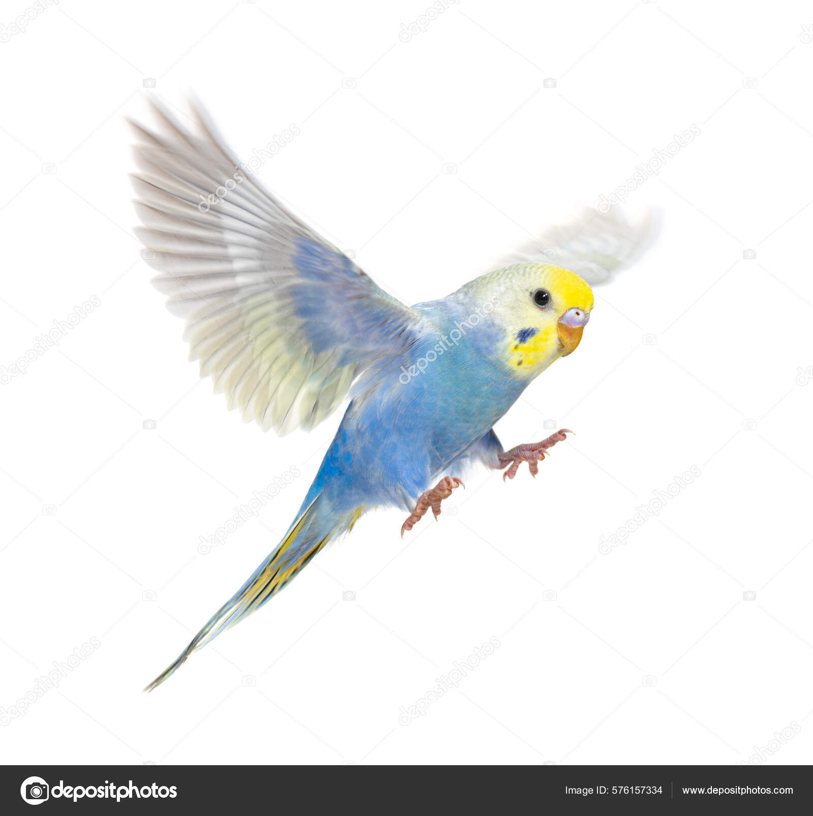 White Parakeet