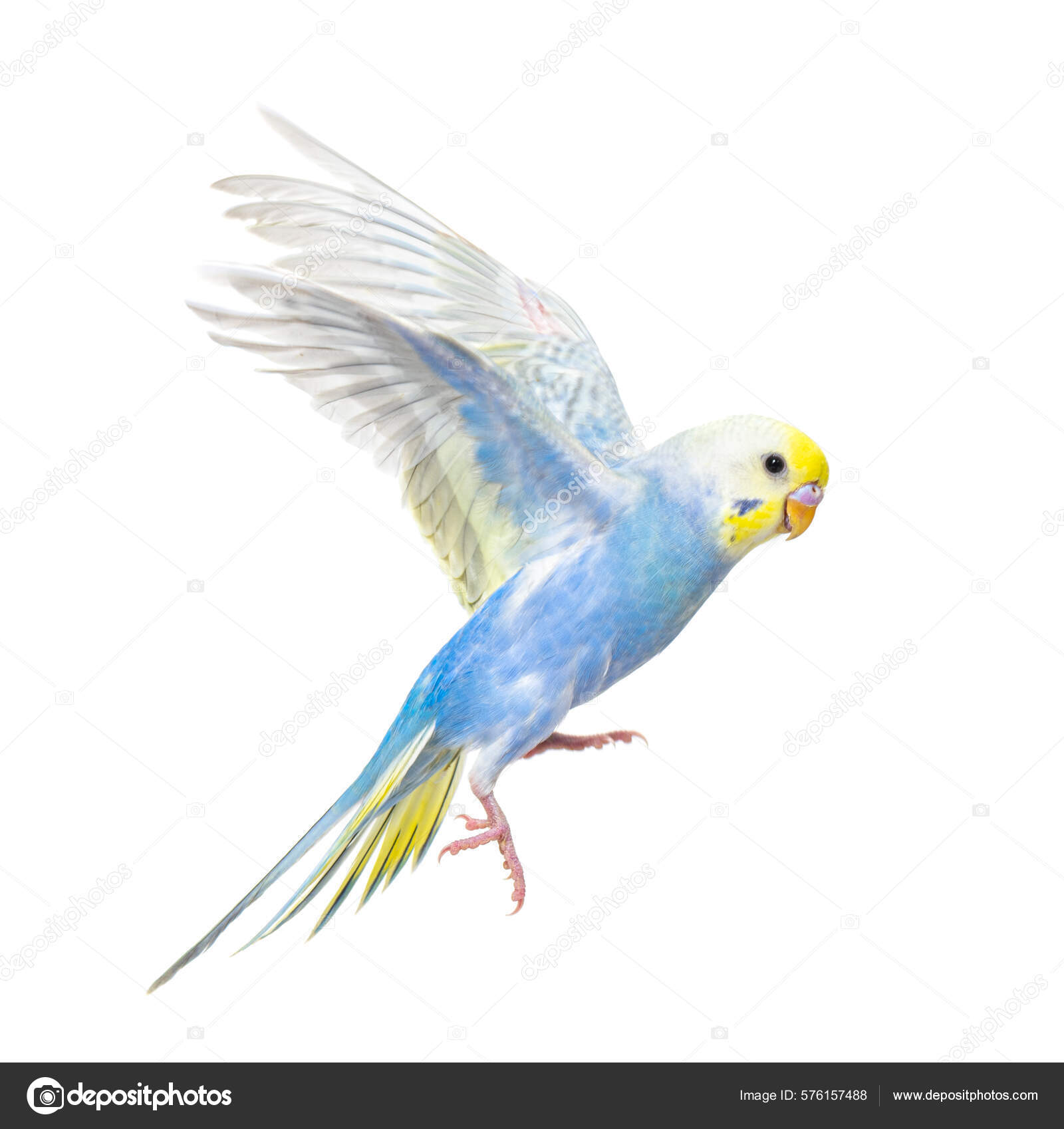 Blue Budgie Flying