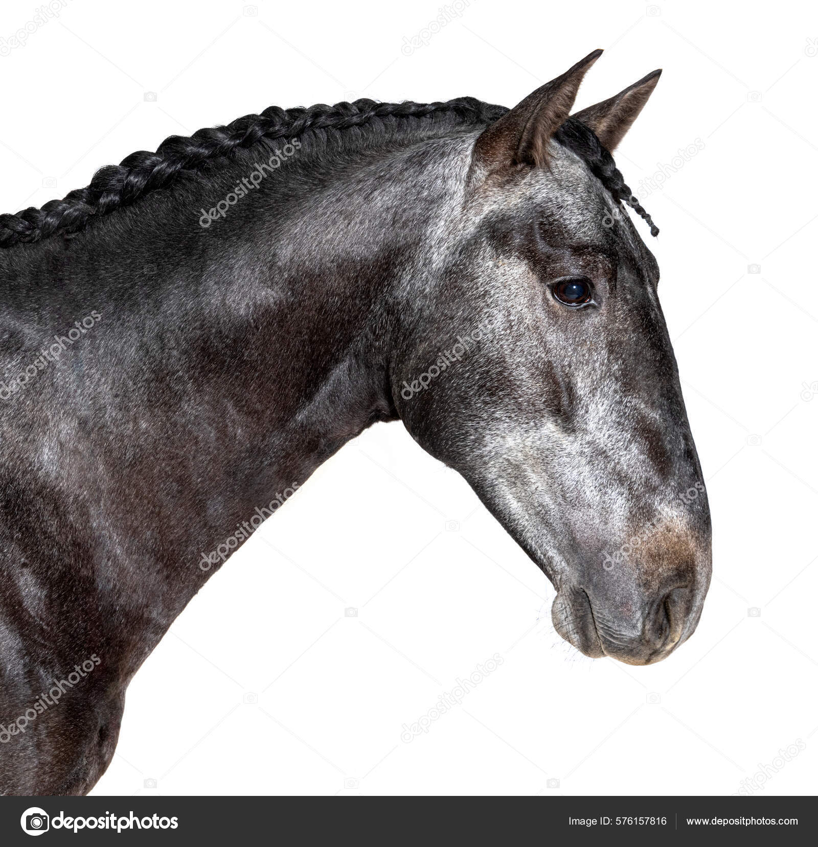 Horse Head Side Profile