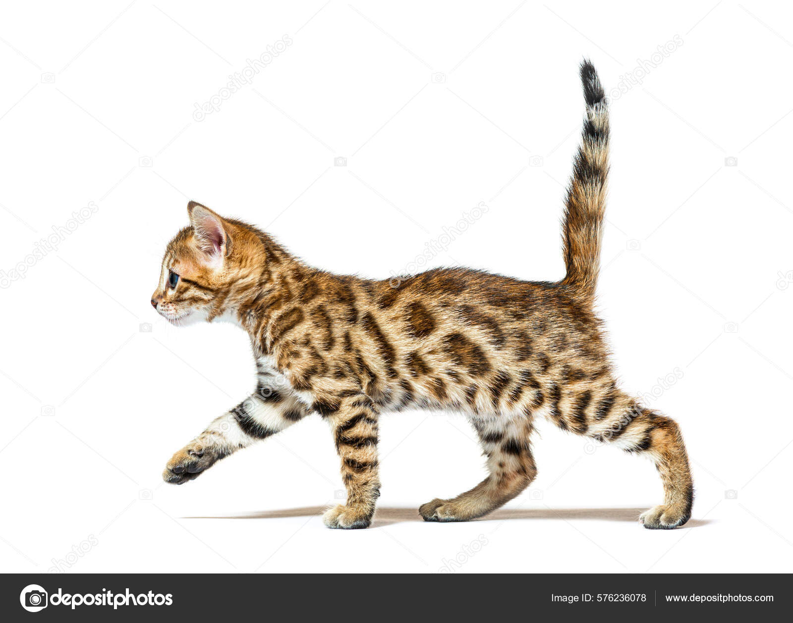 Cat Side View Walking