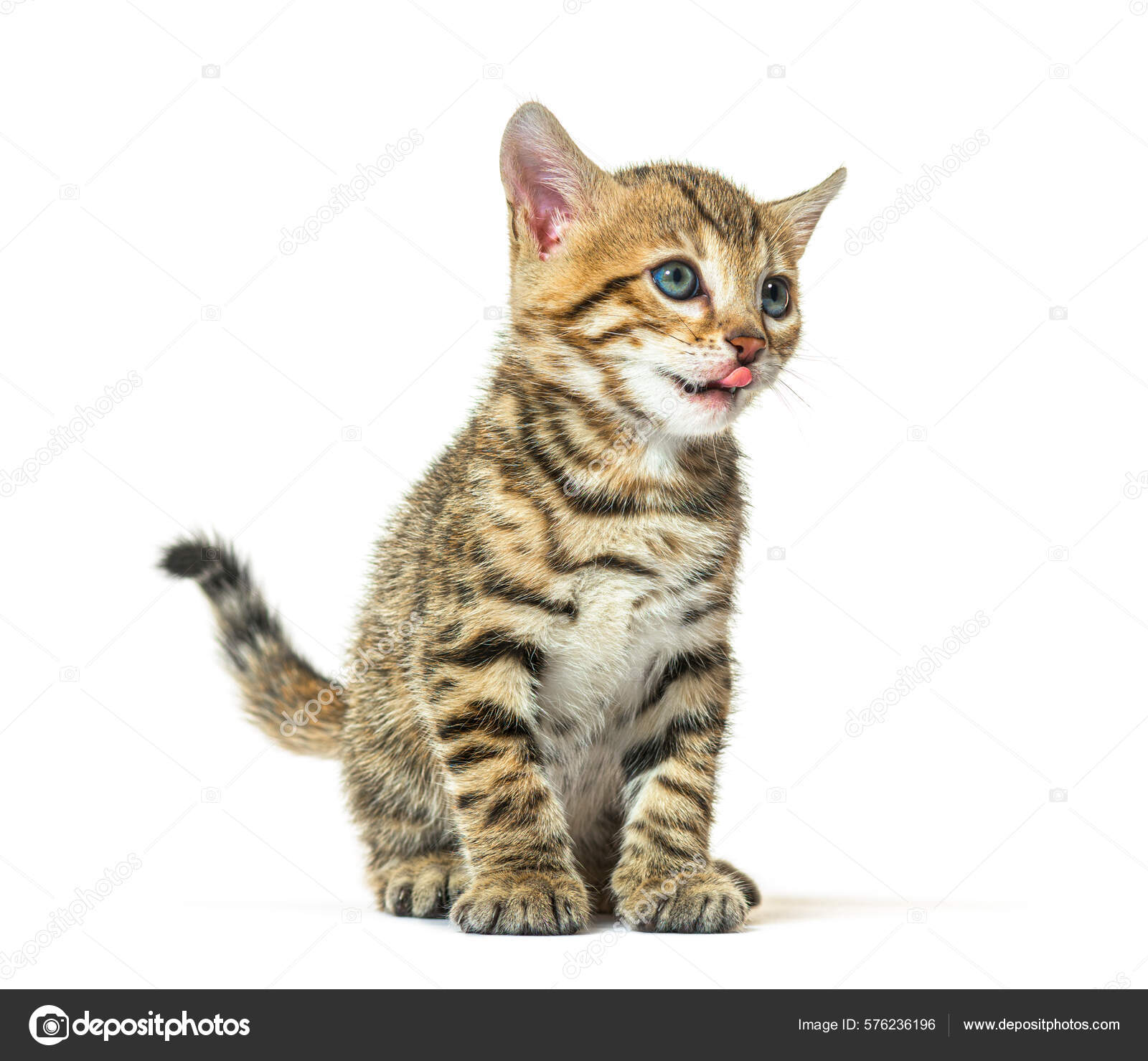 White Baby Bengal Cat