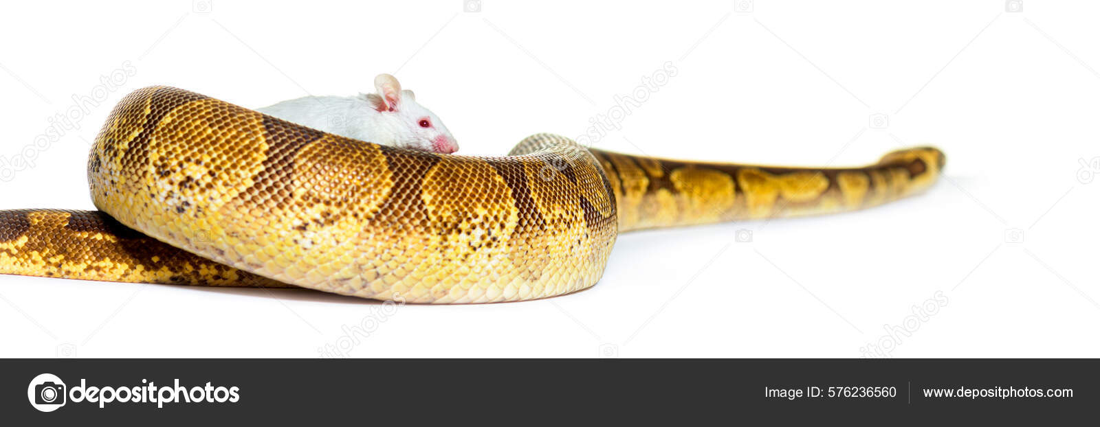 Ball Python Playing White Mouse Python Regius Isolated — Stock Photo ...