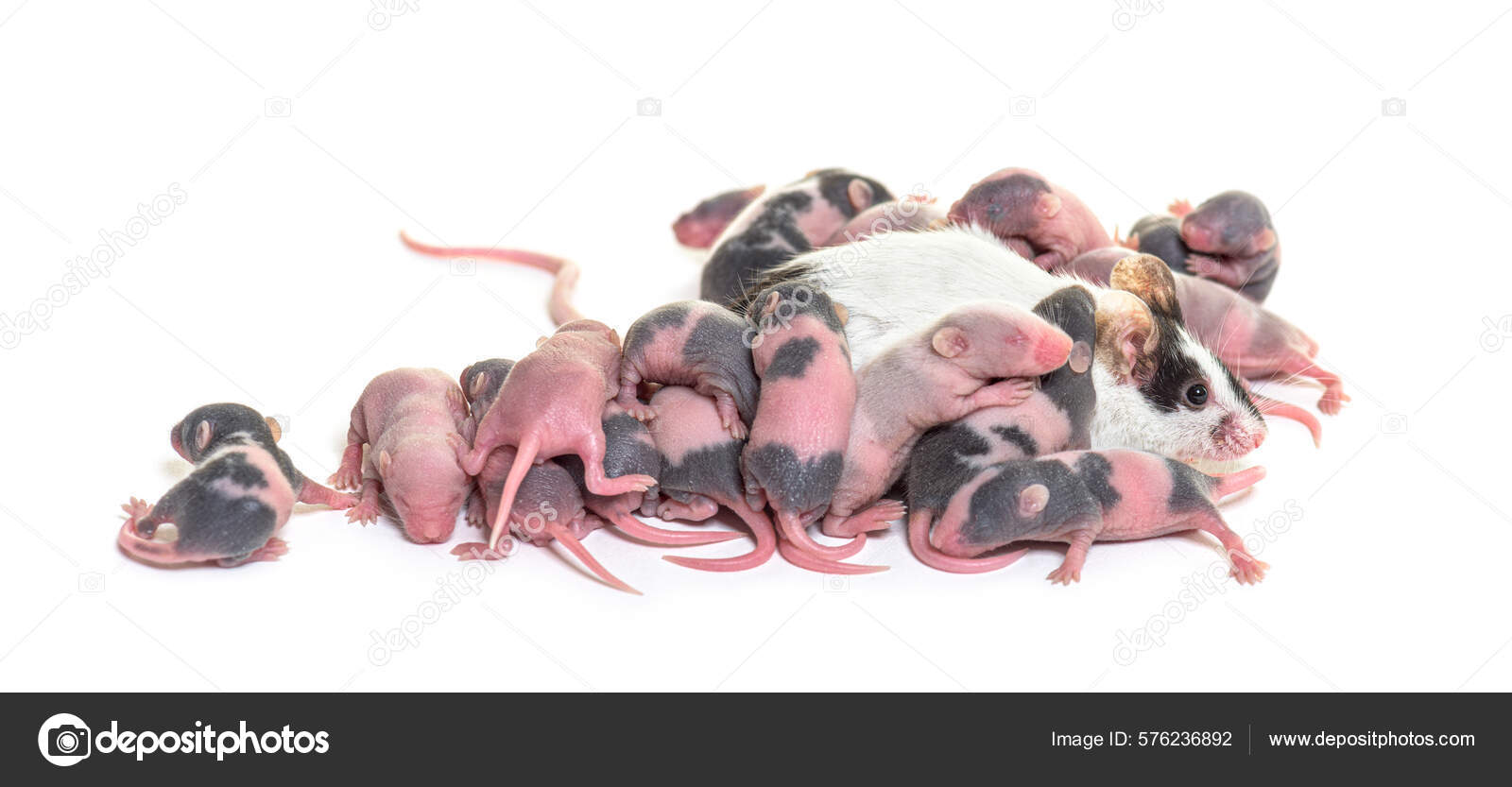 Mouse Pups