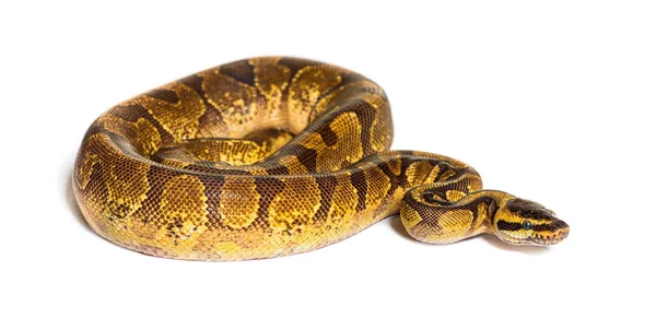 Close-up of Female Pinstripe Pied Royal python, ball python, Python ... Close-up of Female Pinstripe Pied Royal python, ball python, Python ...