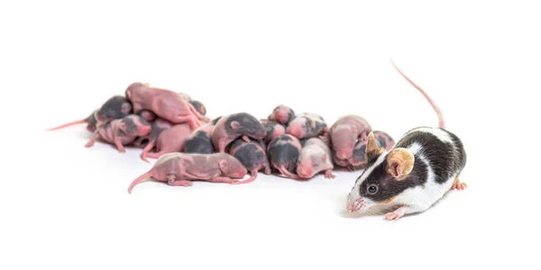 Disgusting mice Stock Photos, Royalty Free Disgusting mice Images ...