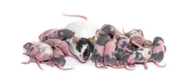 Disgusting mice Stock Photos, Royalty Free Disgusting mice Images ...