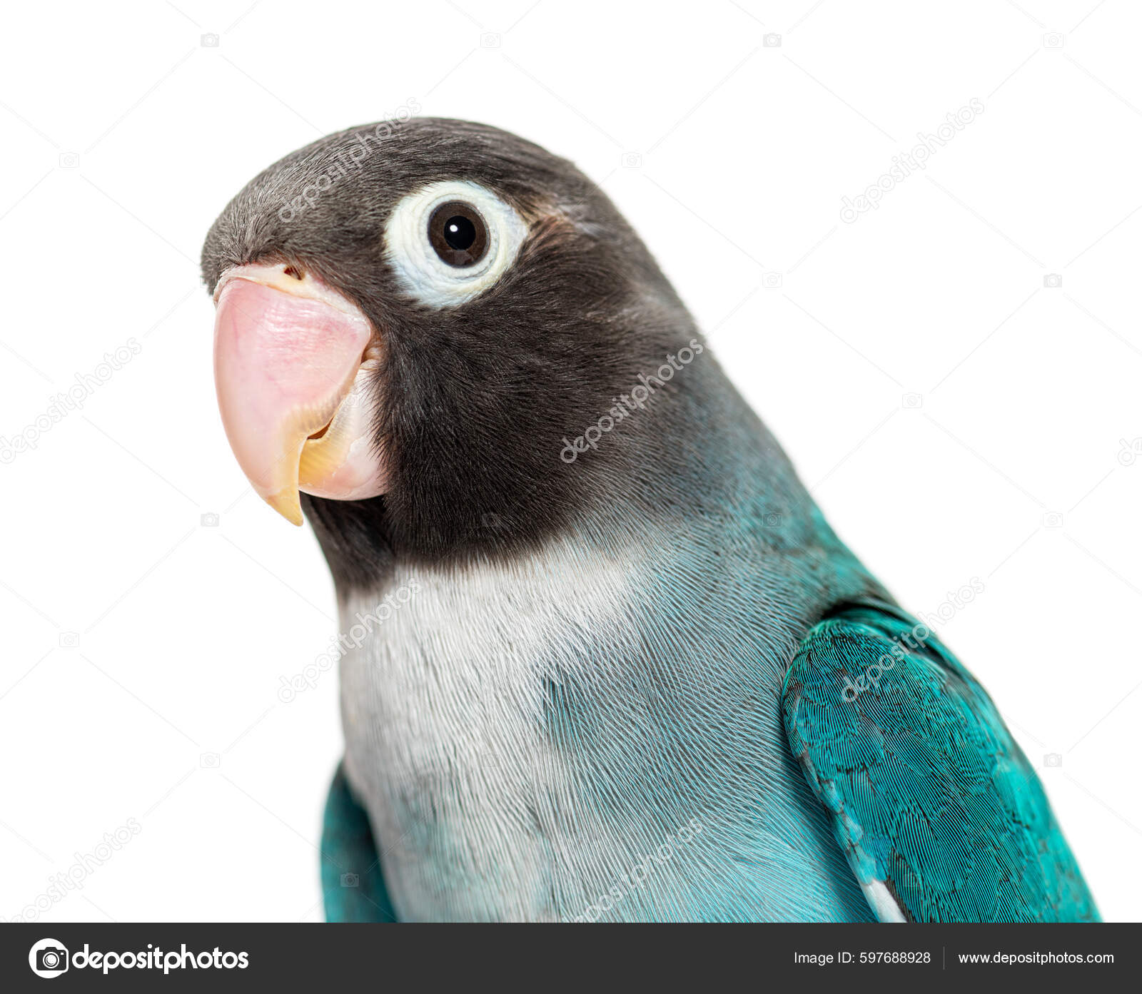 Blue Masked Lovebird