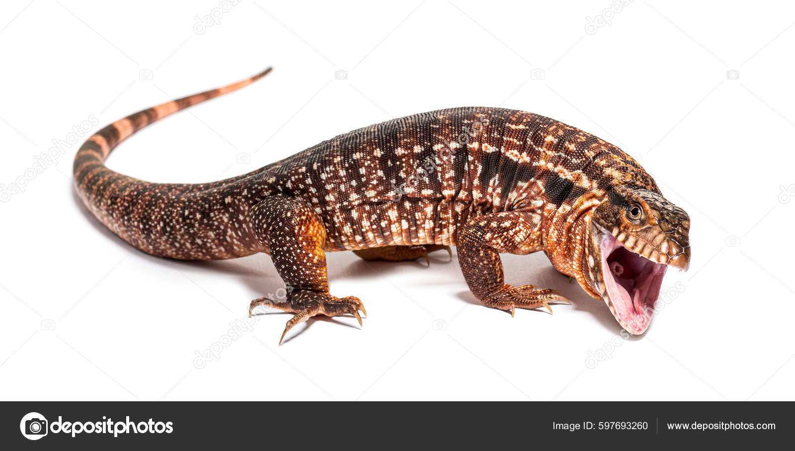 Red Tegu Mouth Open Can See Its Larynx Salvator Rufescens image libre ...