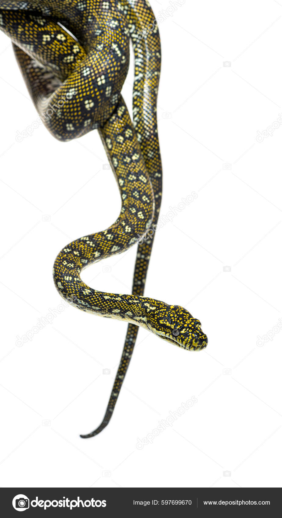 Diamond Python Snake Hanging Air Morelia Spilota Spilota Isolated White ...