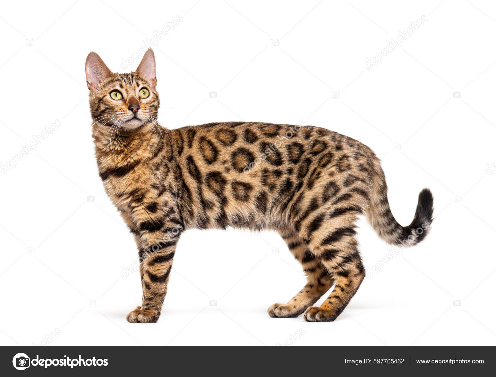 Cat Standing Side View