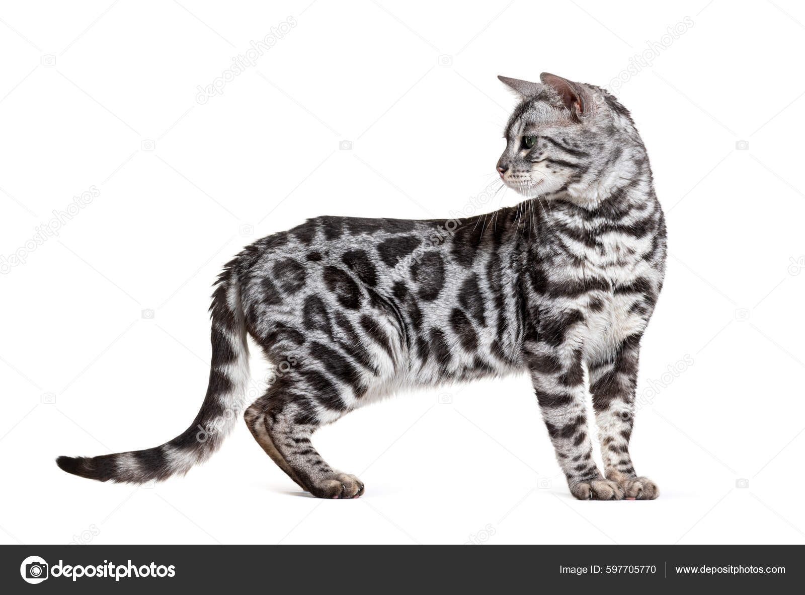 Cat Side View Standing