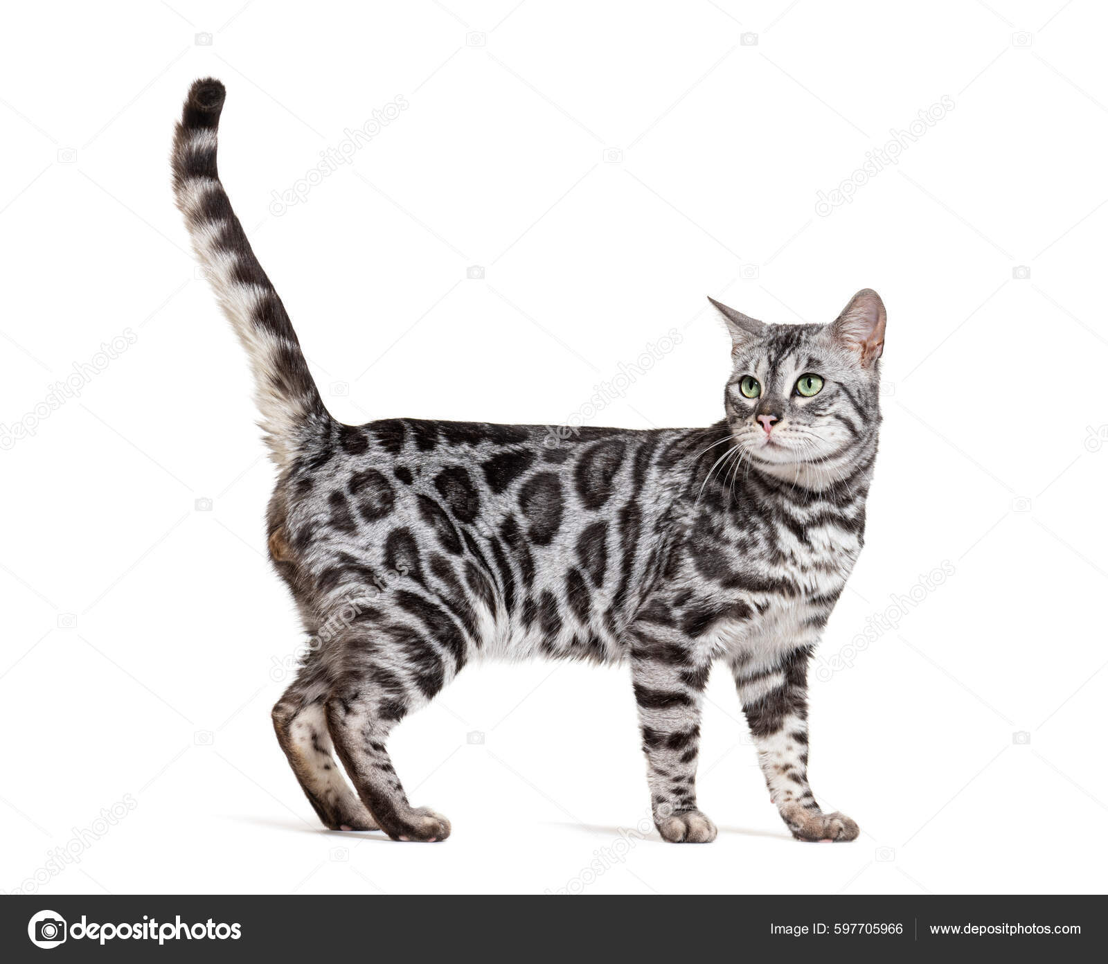 Cat Standing Side View