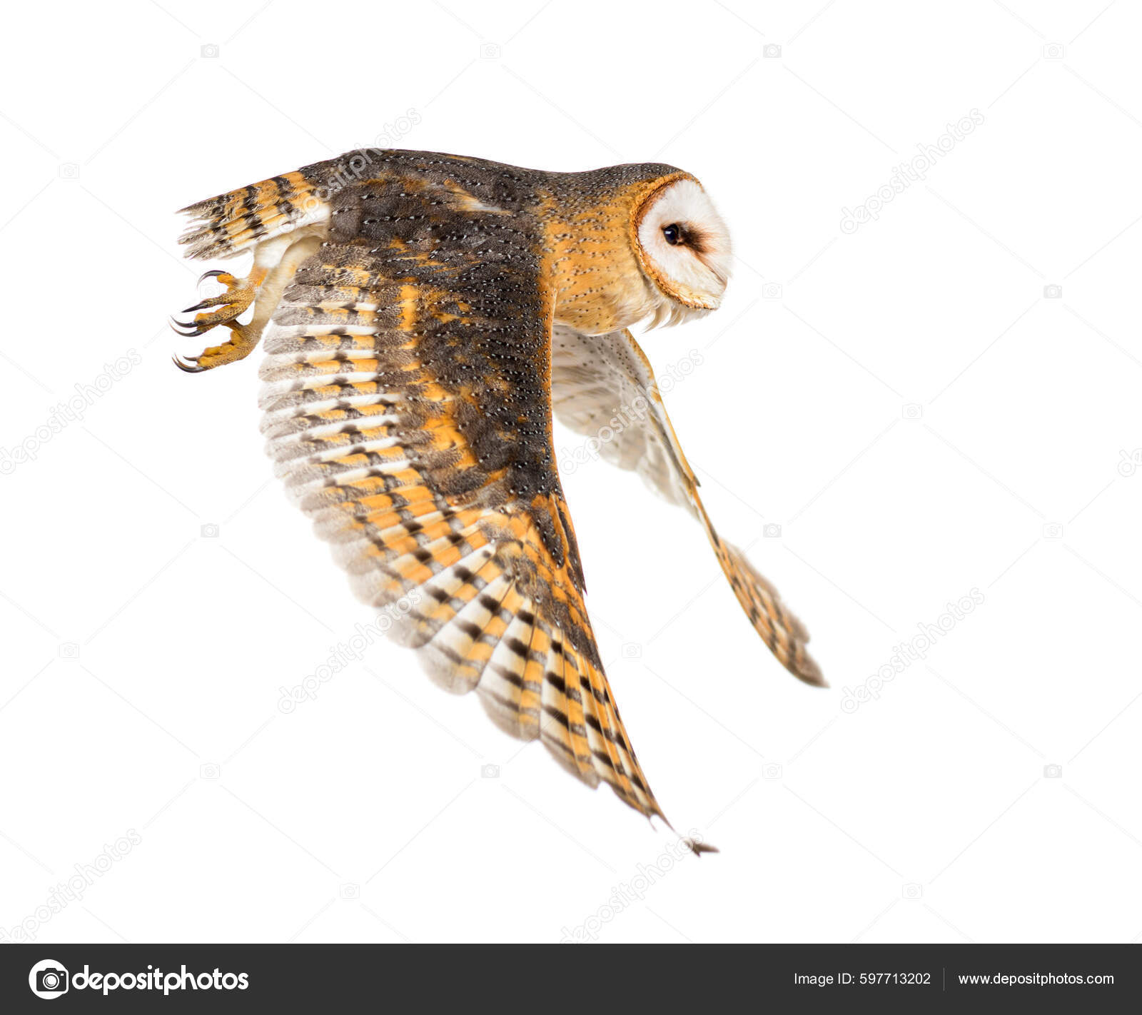 Snowy Owl Flying Side View