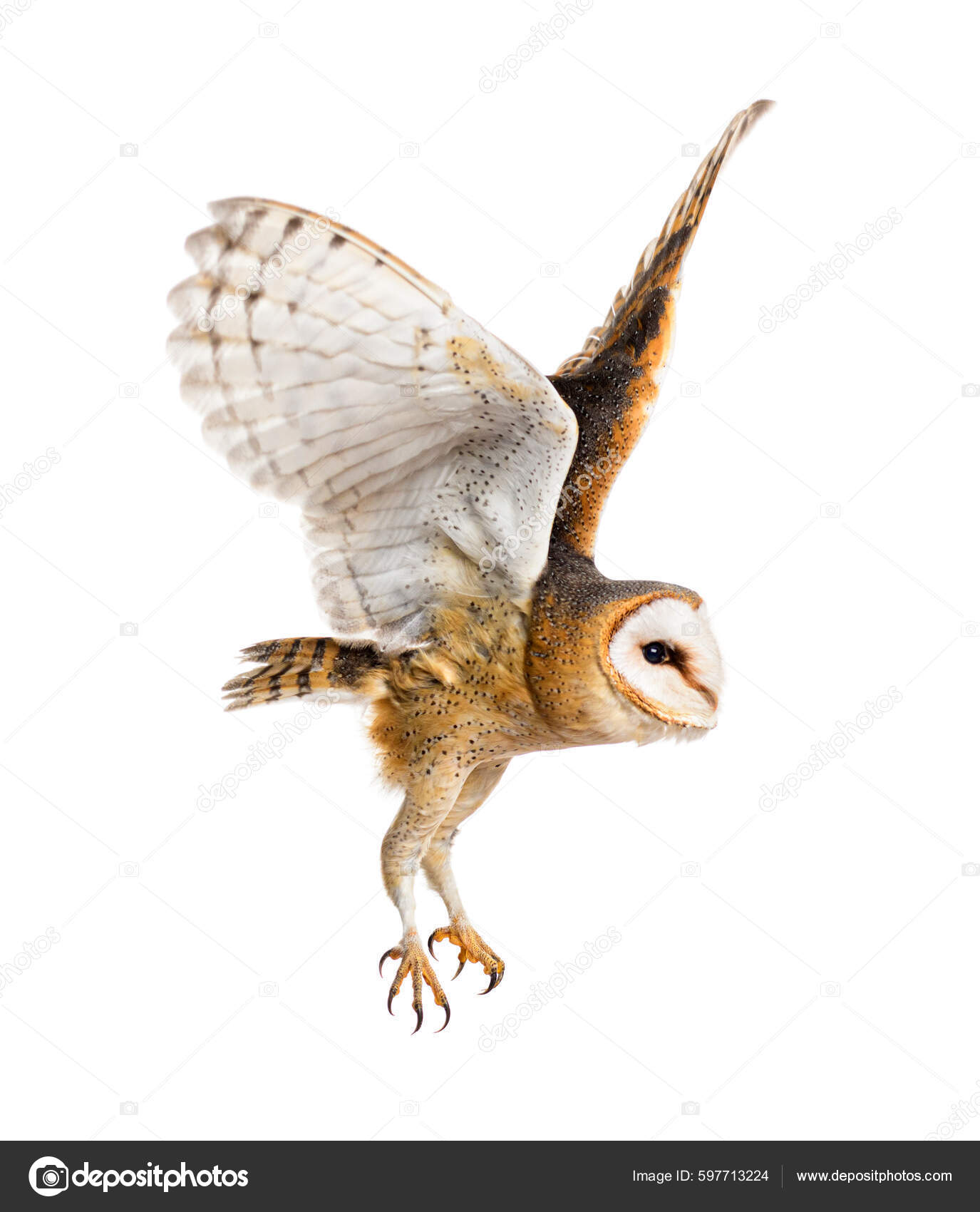 Barn Owl Wings Spread