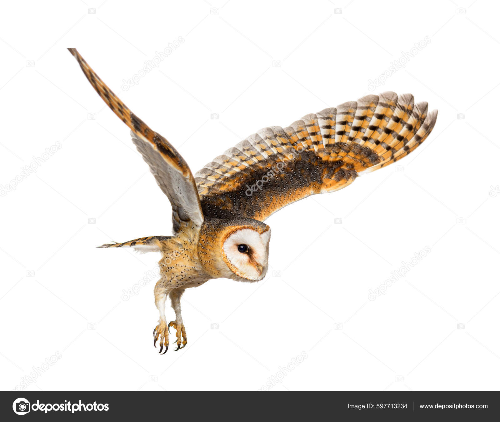Barn Owl Wings Spread
