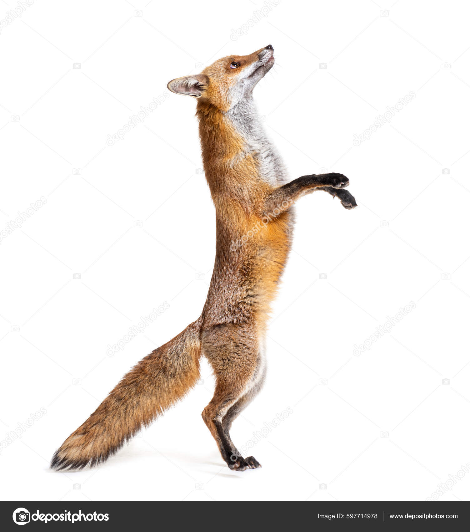 Red Fox Jumping