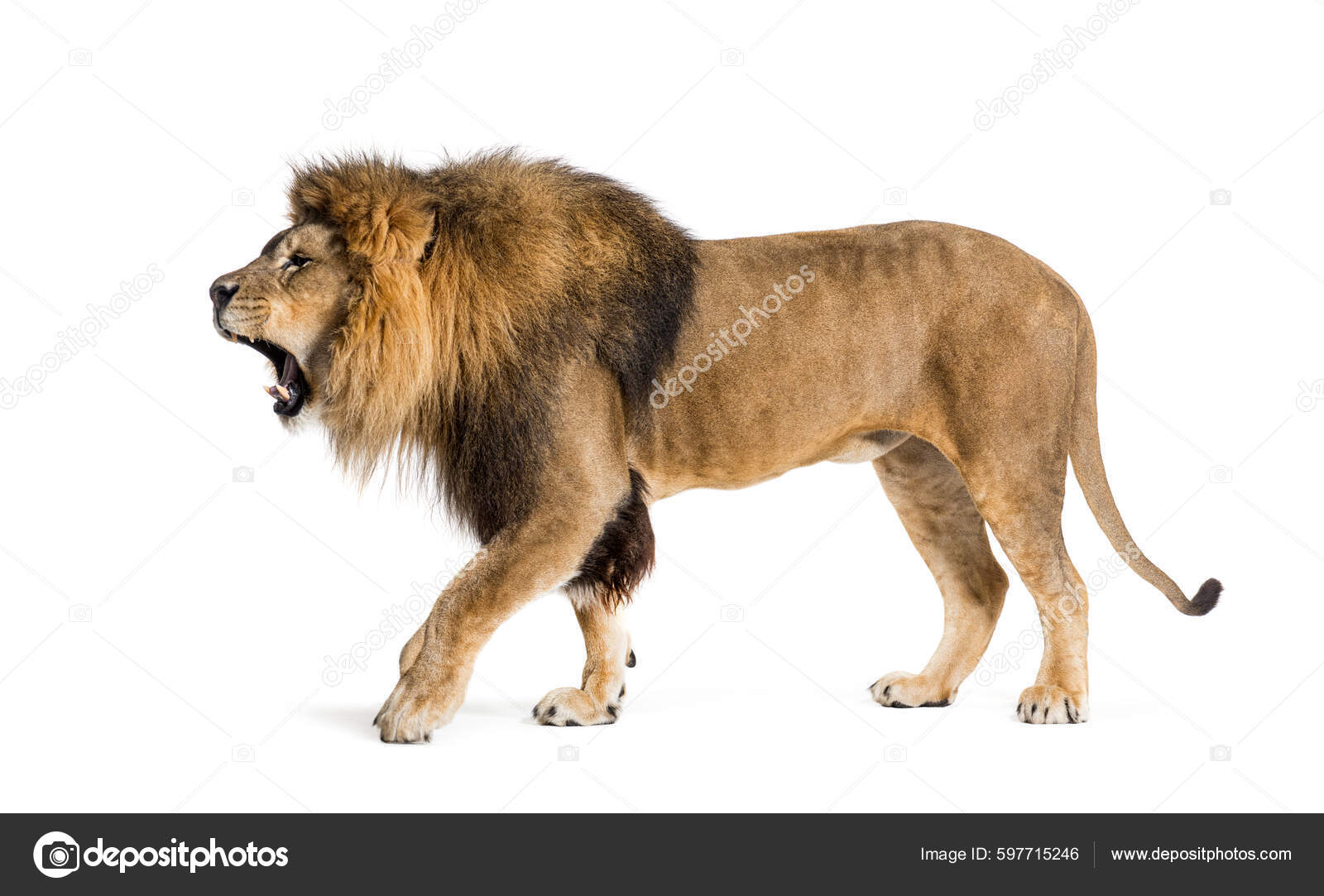 Male Lion Roaring Side View