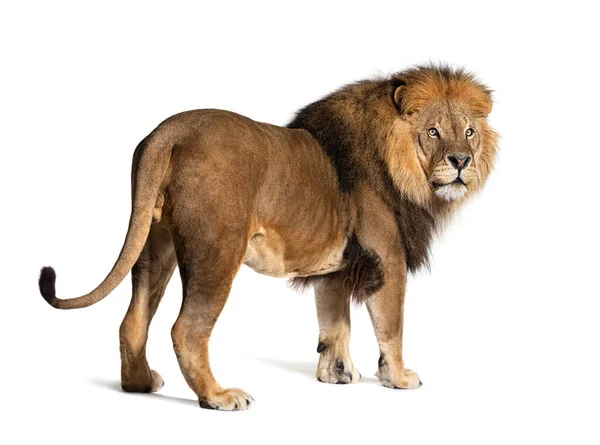 Side view of a Lion standing, looking at the camera, Panthera Le ...