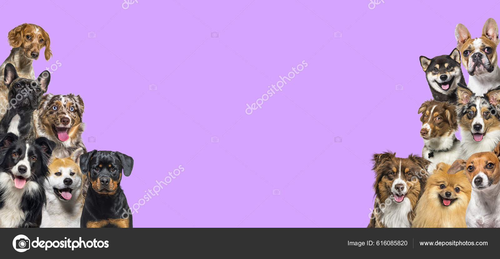 Two Large Group Dogs Looking All Directions Purple Background Stock ...