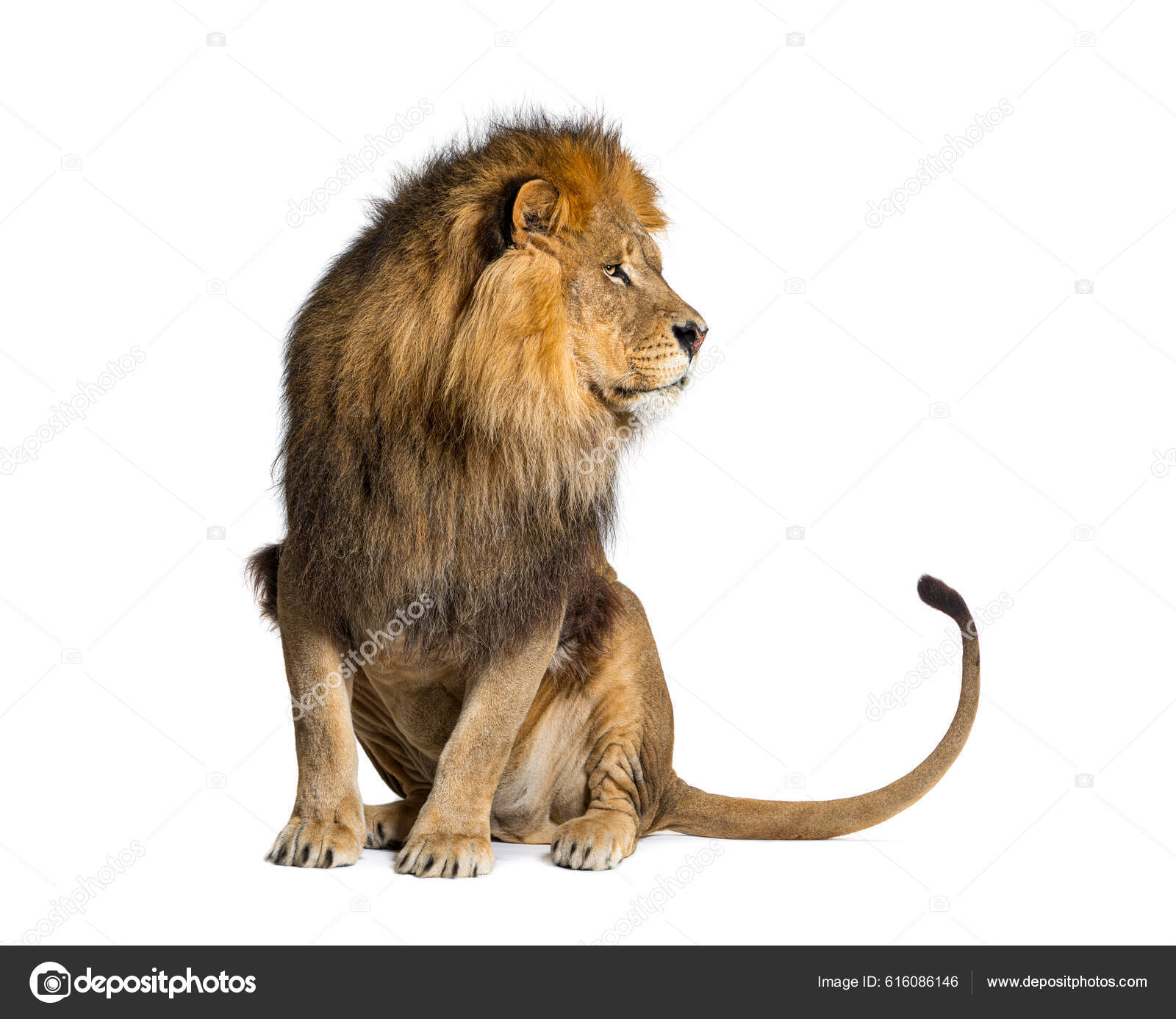 Lion Sitting Up Drawing