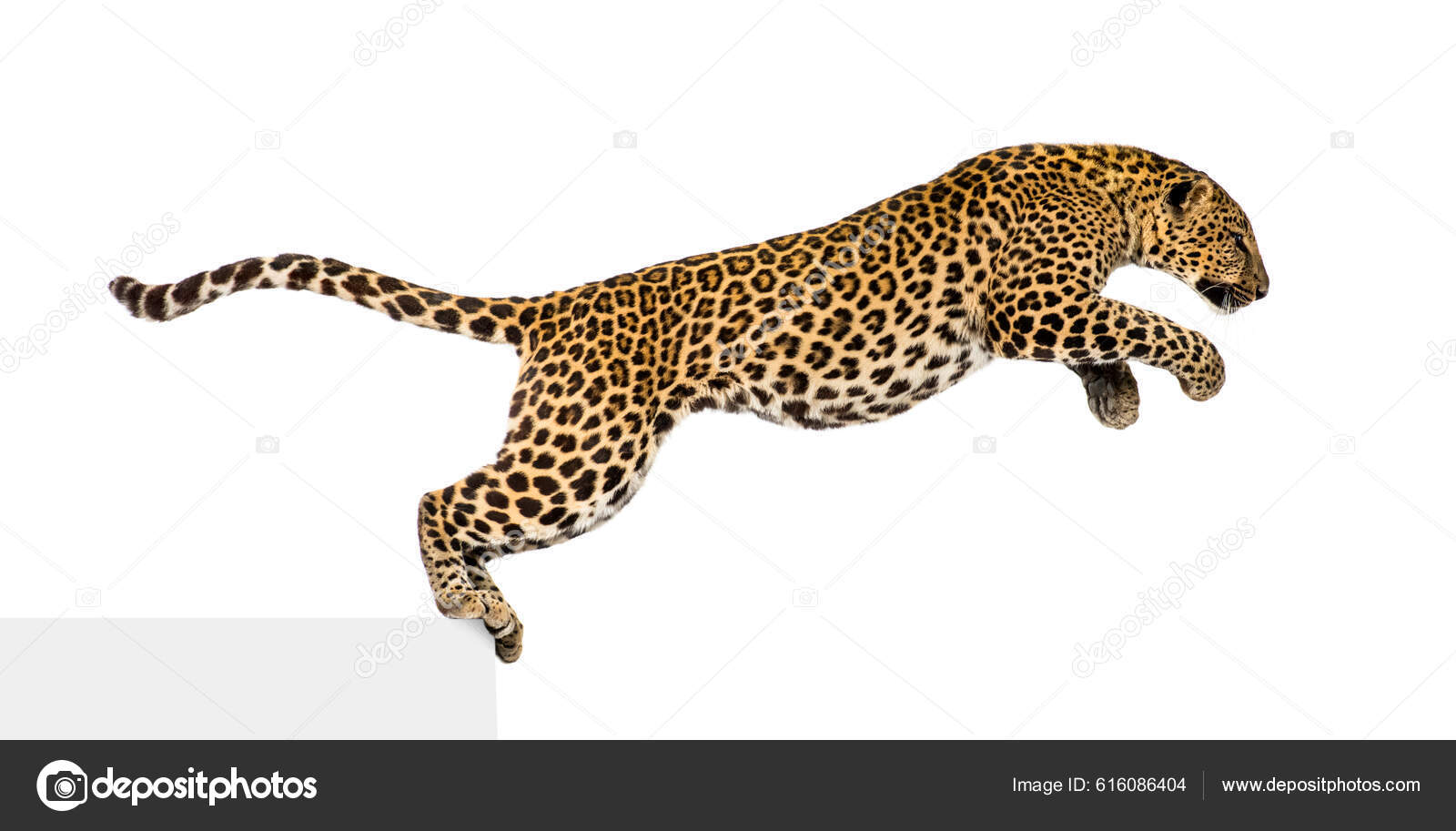 Leopard Running Clipart
