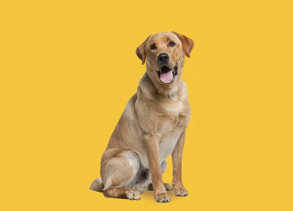Yellow background dog Stock Photos, Royalty Free Yellow background dog ...