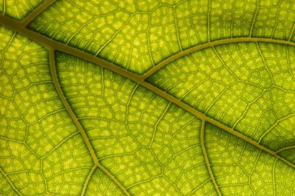 Leaf under microscope Stock Photos, Royalty Free Leaf under microscope ...