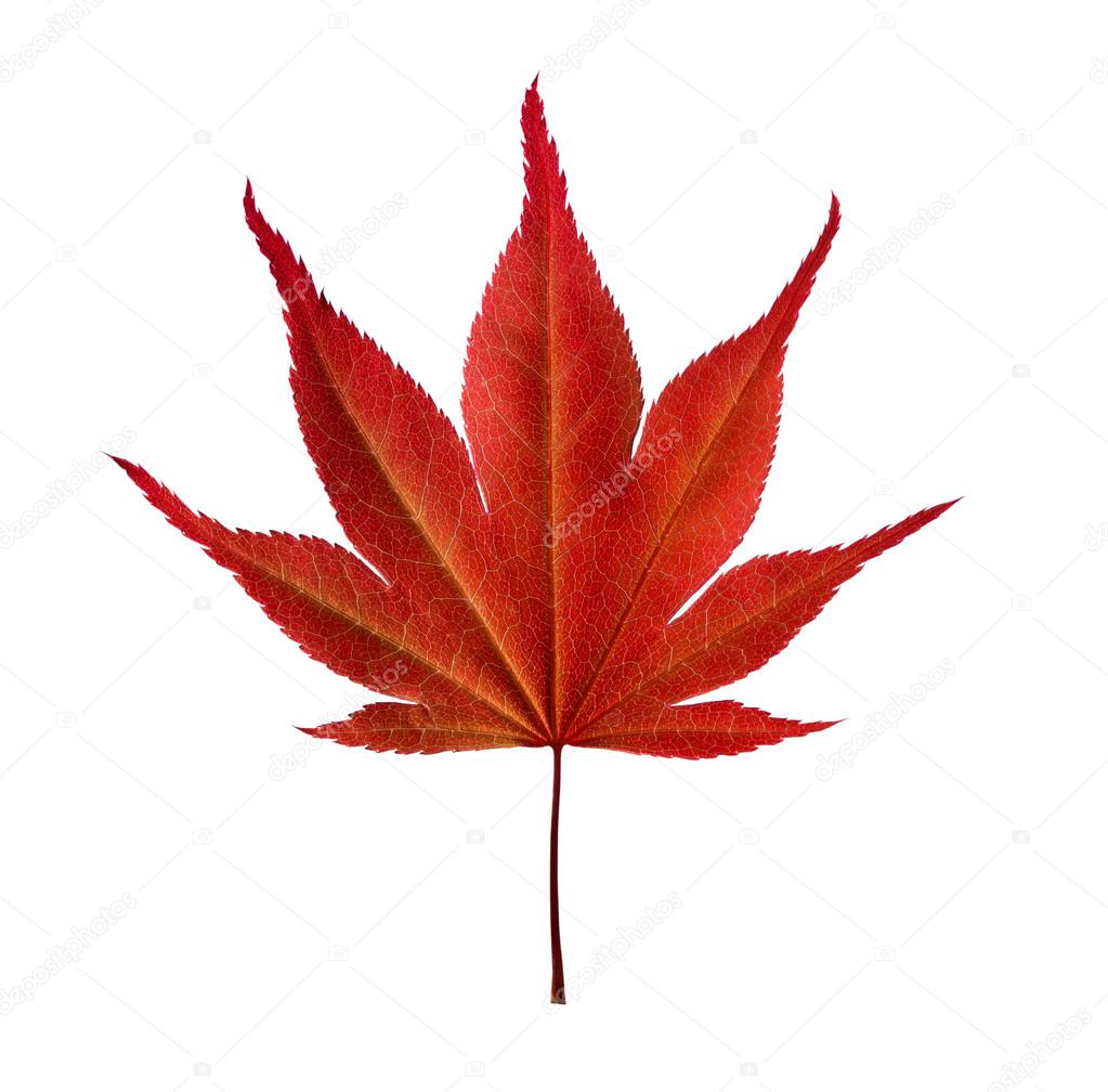 Leaf of maple tree on white background Stock Photo by ©wlad74 25865765