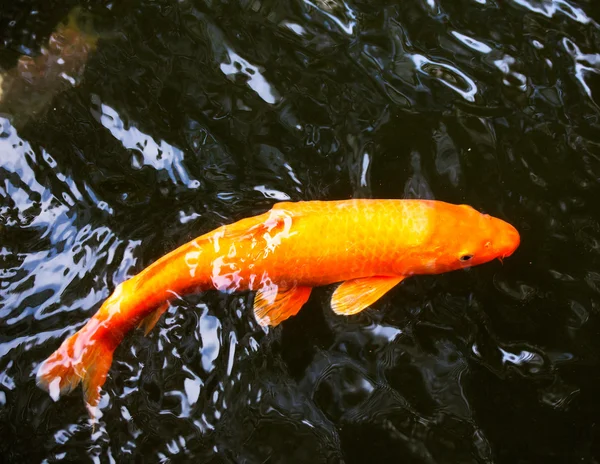 Beautiful carp Stock Photos, Royalty Free Beautiful carp Images ...