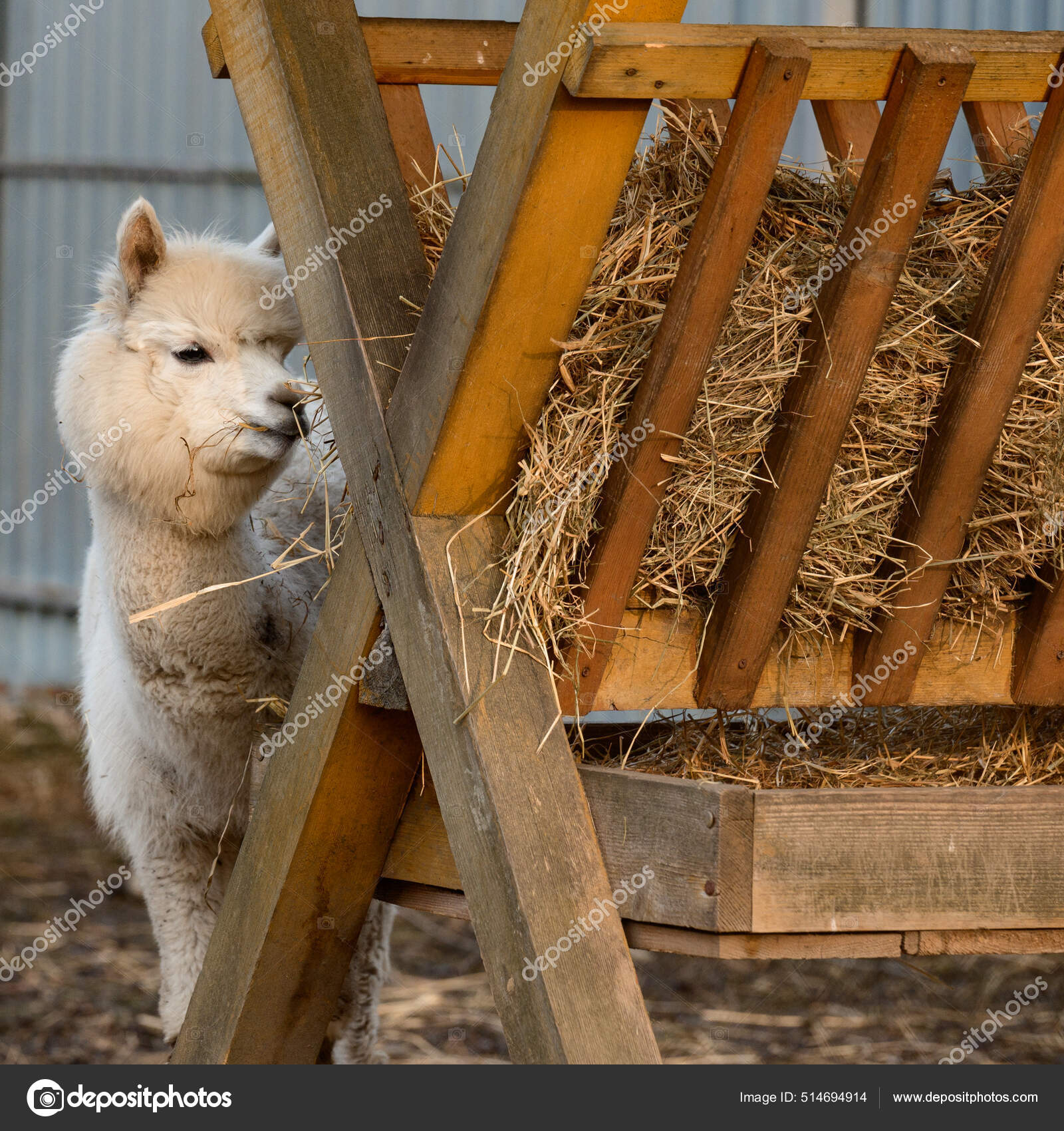 Sad Alpaca