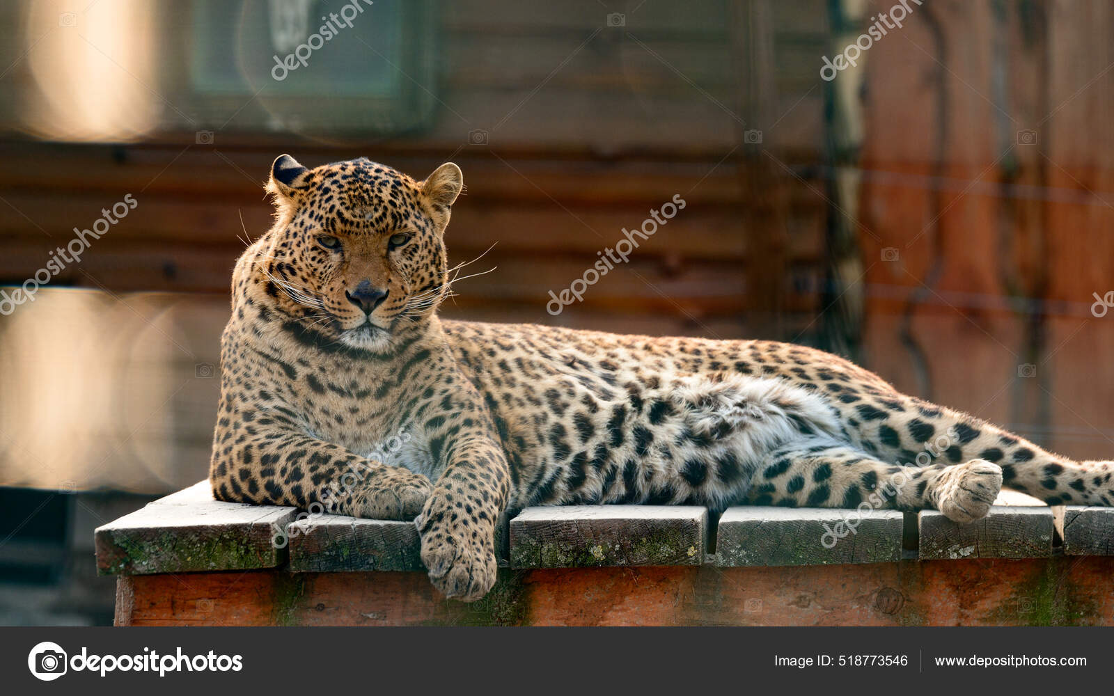 Leopard Endangered Species