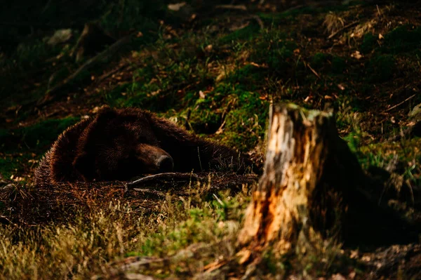 Large forest hunter bear on a walk, hunting and foraging, bear near a ...