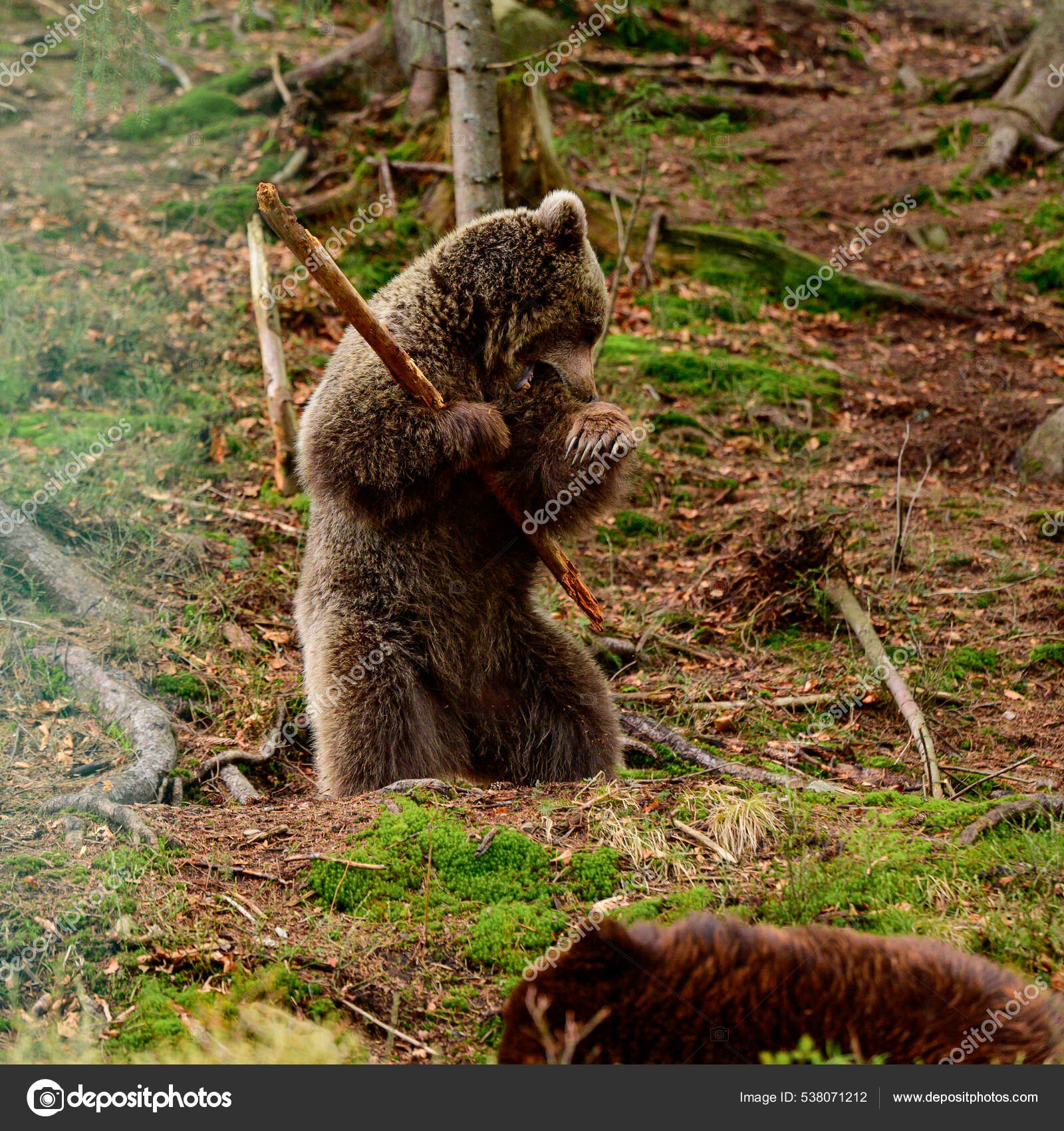 Two Large Brown Bears Rest Forest Residents Ukrainian Carpathians Large ...