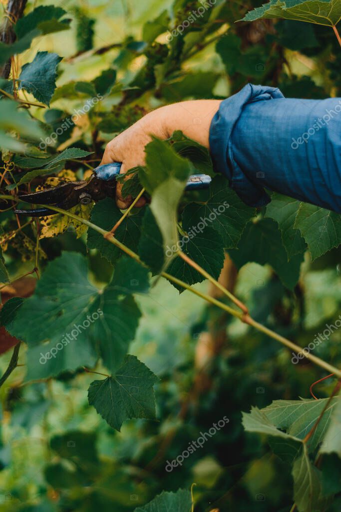 El jardinero poda las hojas de uva para maduración temprana, empleo agrícola y agricultura. 2024