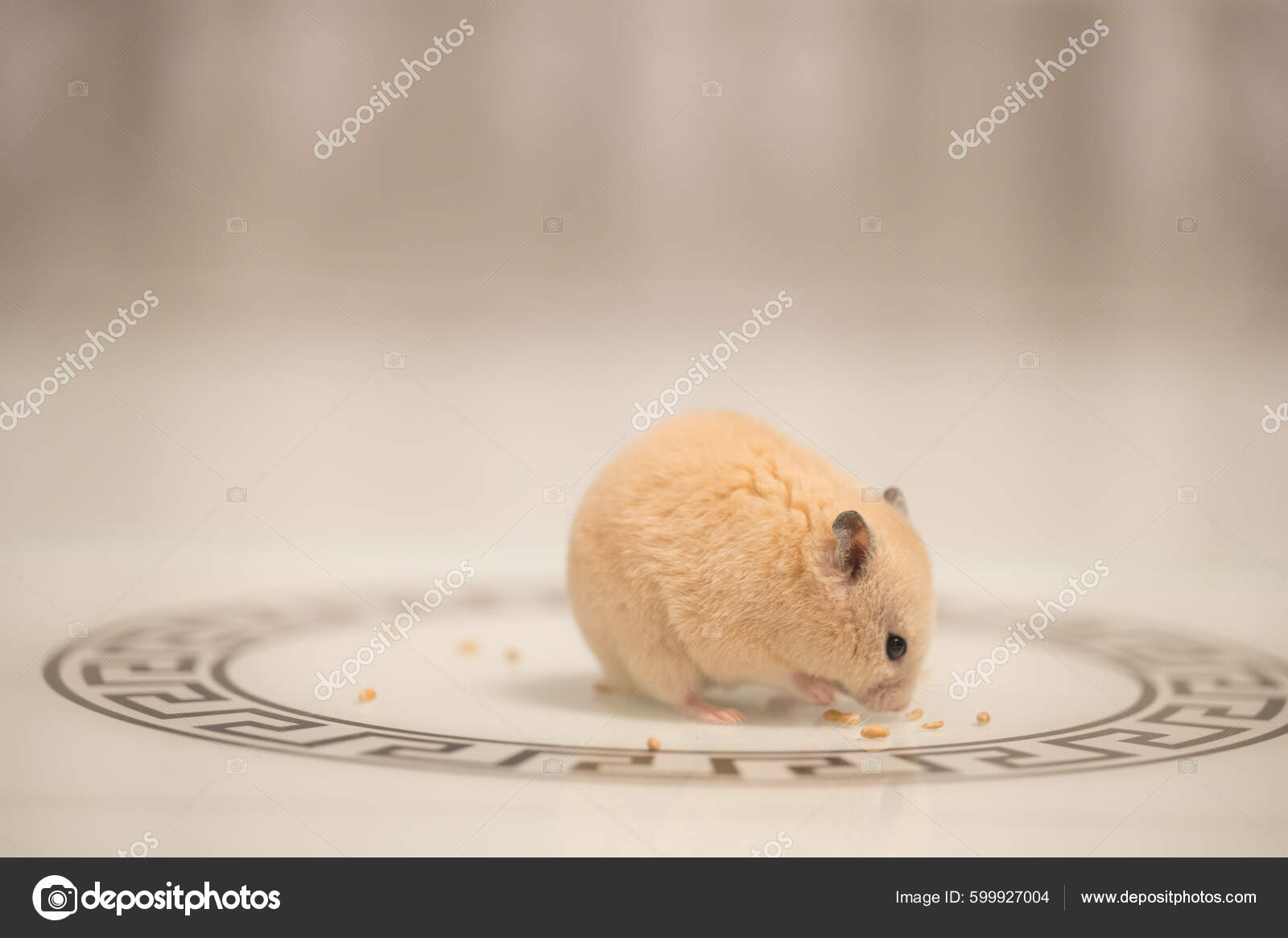 Hamsters With Food In Cheeks