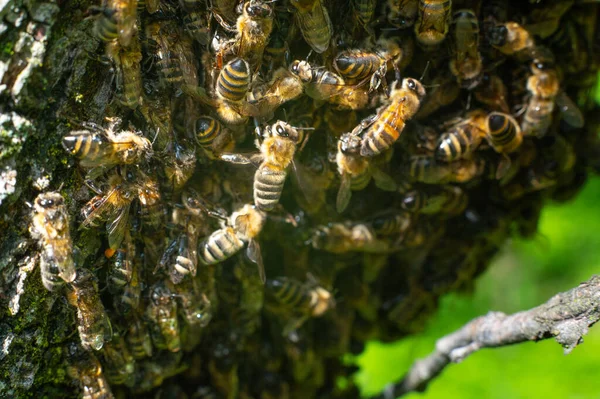 Bee swarm tree Stock Photos, Royalty Free Bee swarm tree Images ...