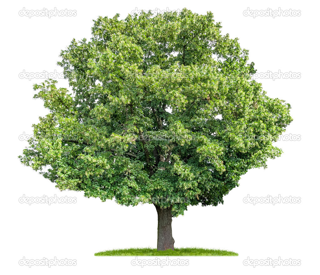 Isolated lime tree on a white background ⬇ Stock Photo, Image by ...
