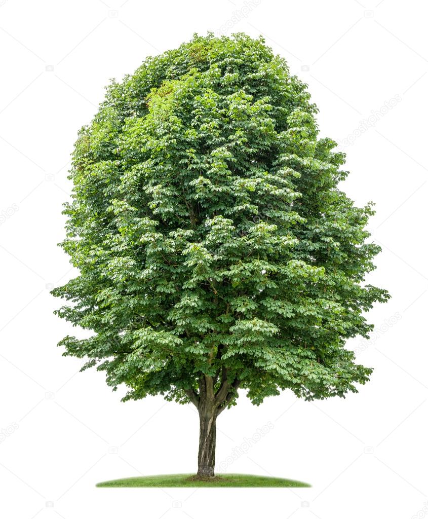 Marronnier isolé sur fond blanc — Photographie Zerbor © #27877217