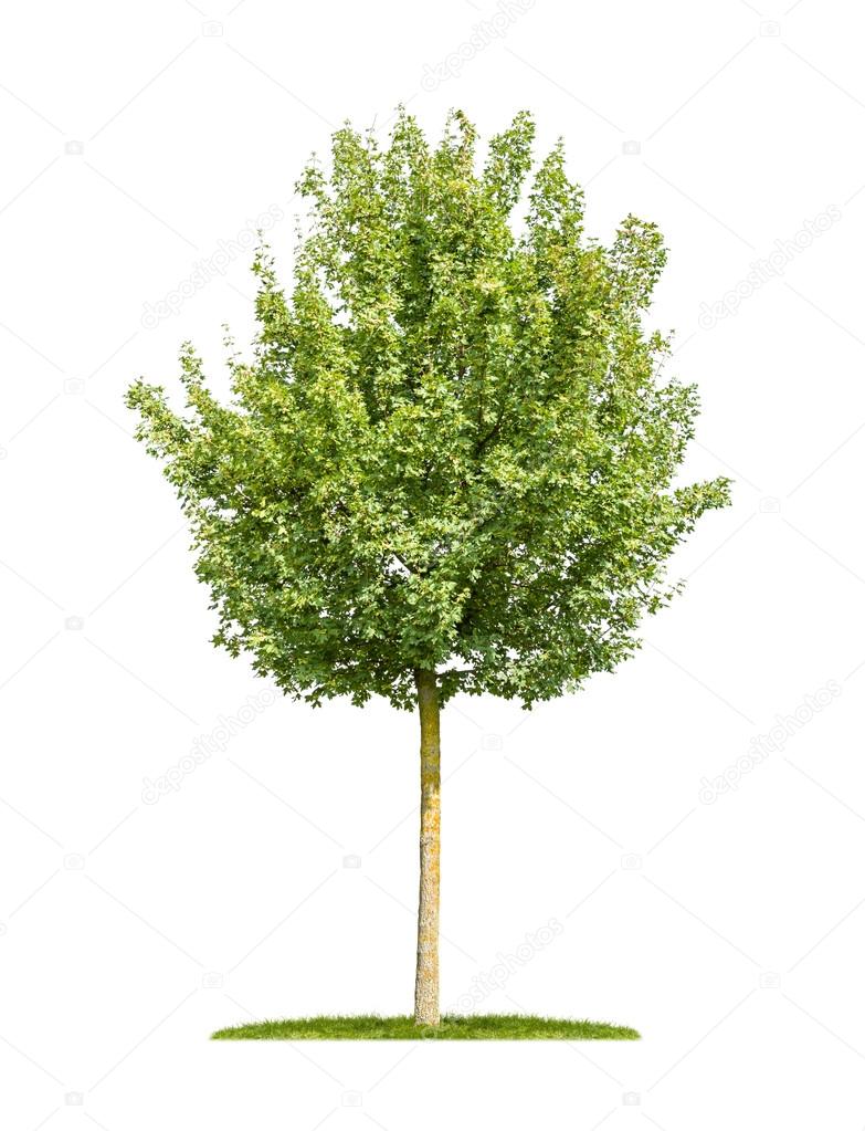 Isolated field maple tree on a white background — Stock Photo © Zerbor ...