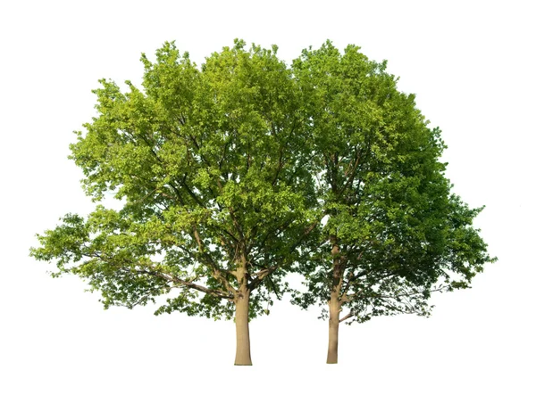 Oak trees Stock Photos, Royalty Free Oak trees Images | Depositphotos