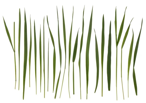 Single Blade Of Grass Texture